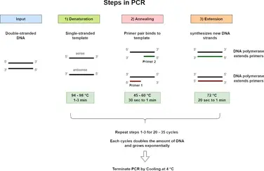 Pcr Steps
